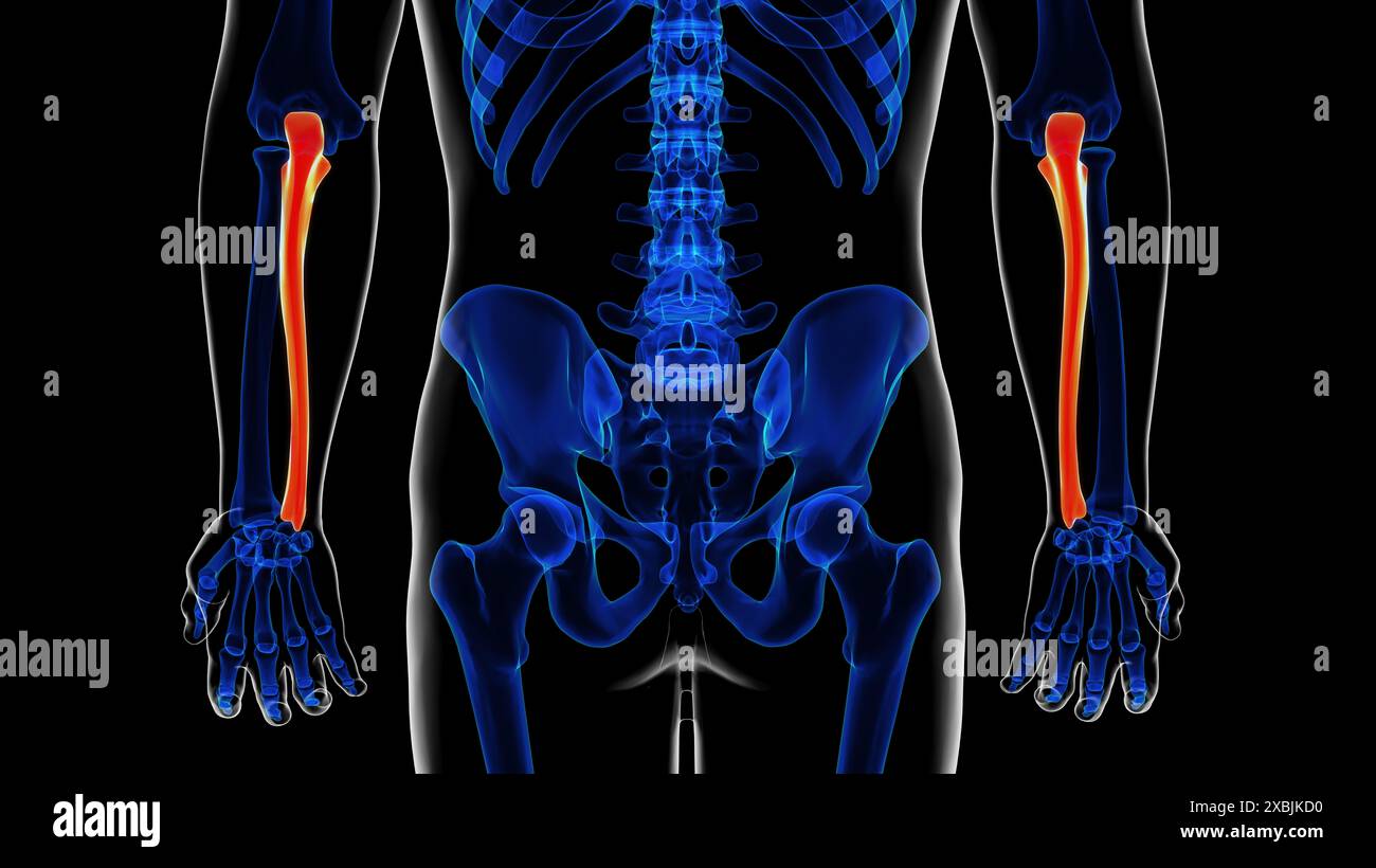 Human skeleton ulna bone anatomy for medical concept 3D illustration ...