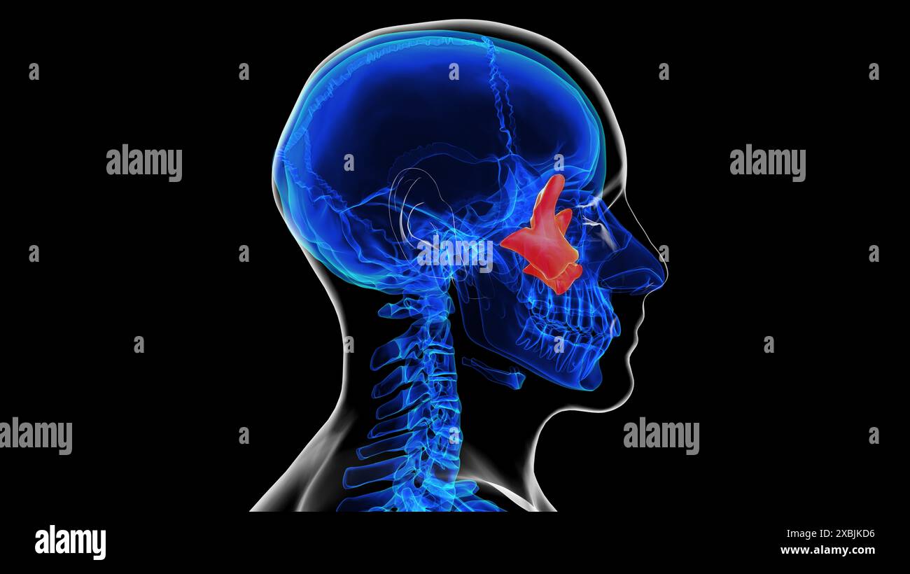 Frontal process of zygomatic bone hi-res stock photography and images ...