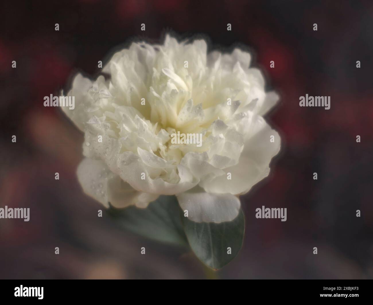 Deceptively simple poster ready high resolution White Peony flower ...