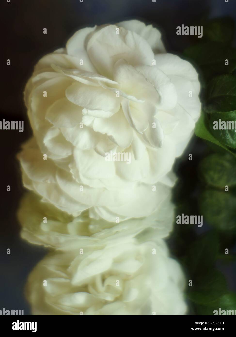 Deceptively simple poster ready high resolution White Peony flower ...