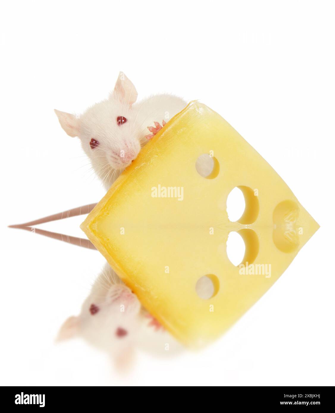 Close up portrait rat Cut Out Stock Images & Pictures - Alamy