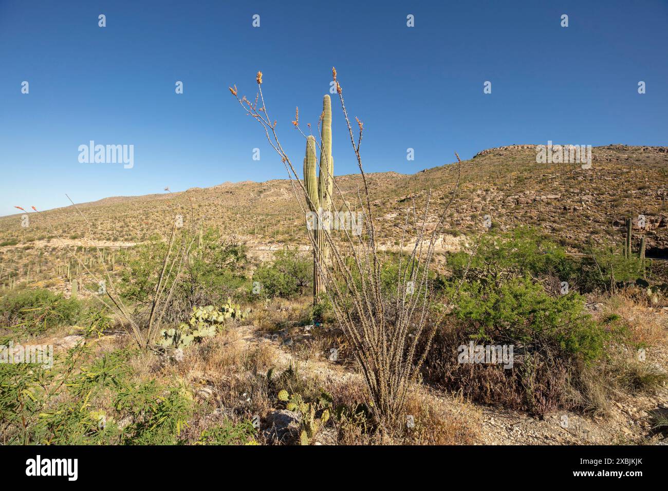 Majestic Saguaro, Saˈɣwaɾo, Carnegiea Gigantea, standing in glorious ...
