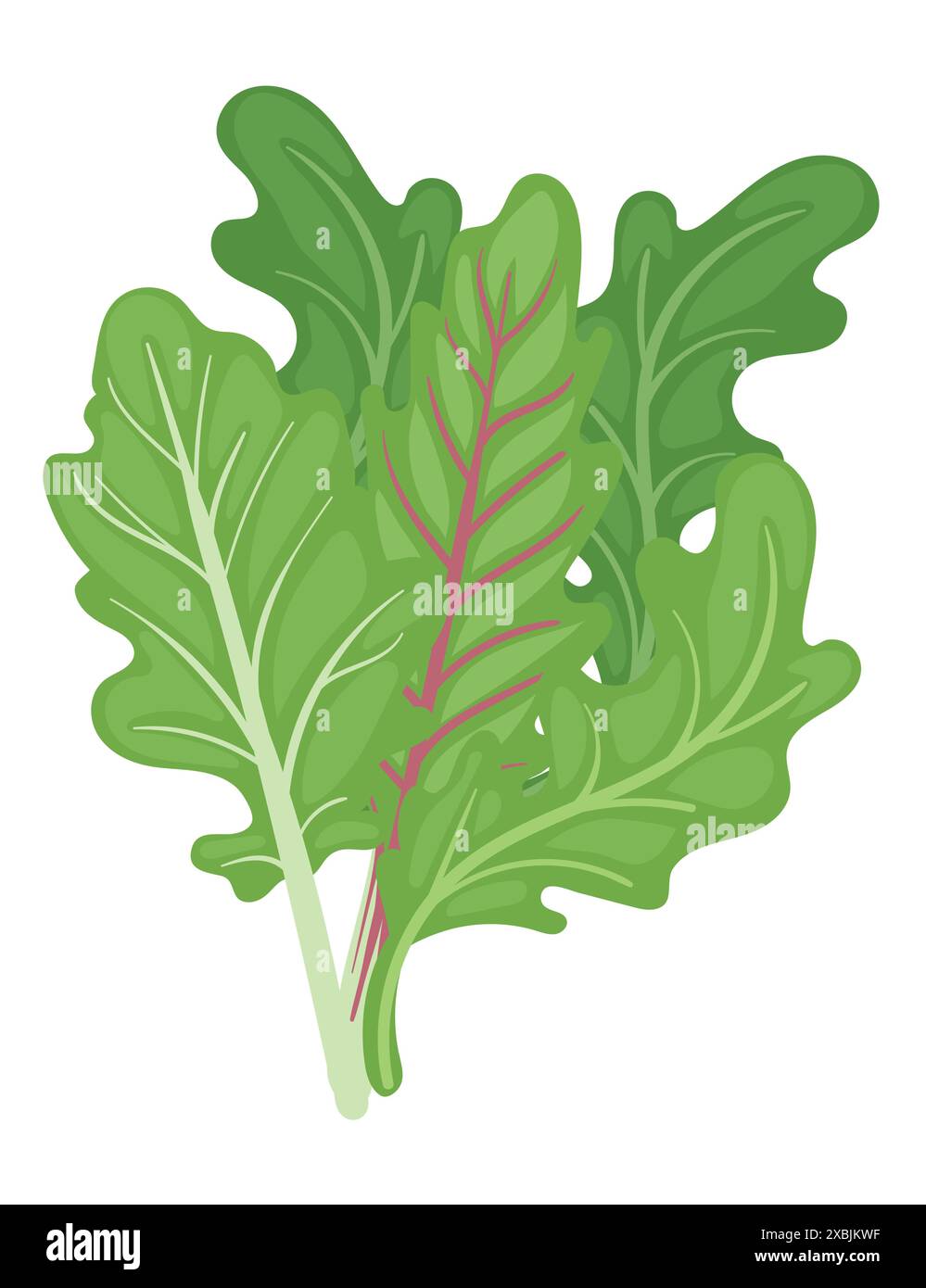 Arugula green leaf tasty vegetable herb vector illustration isolated on ...