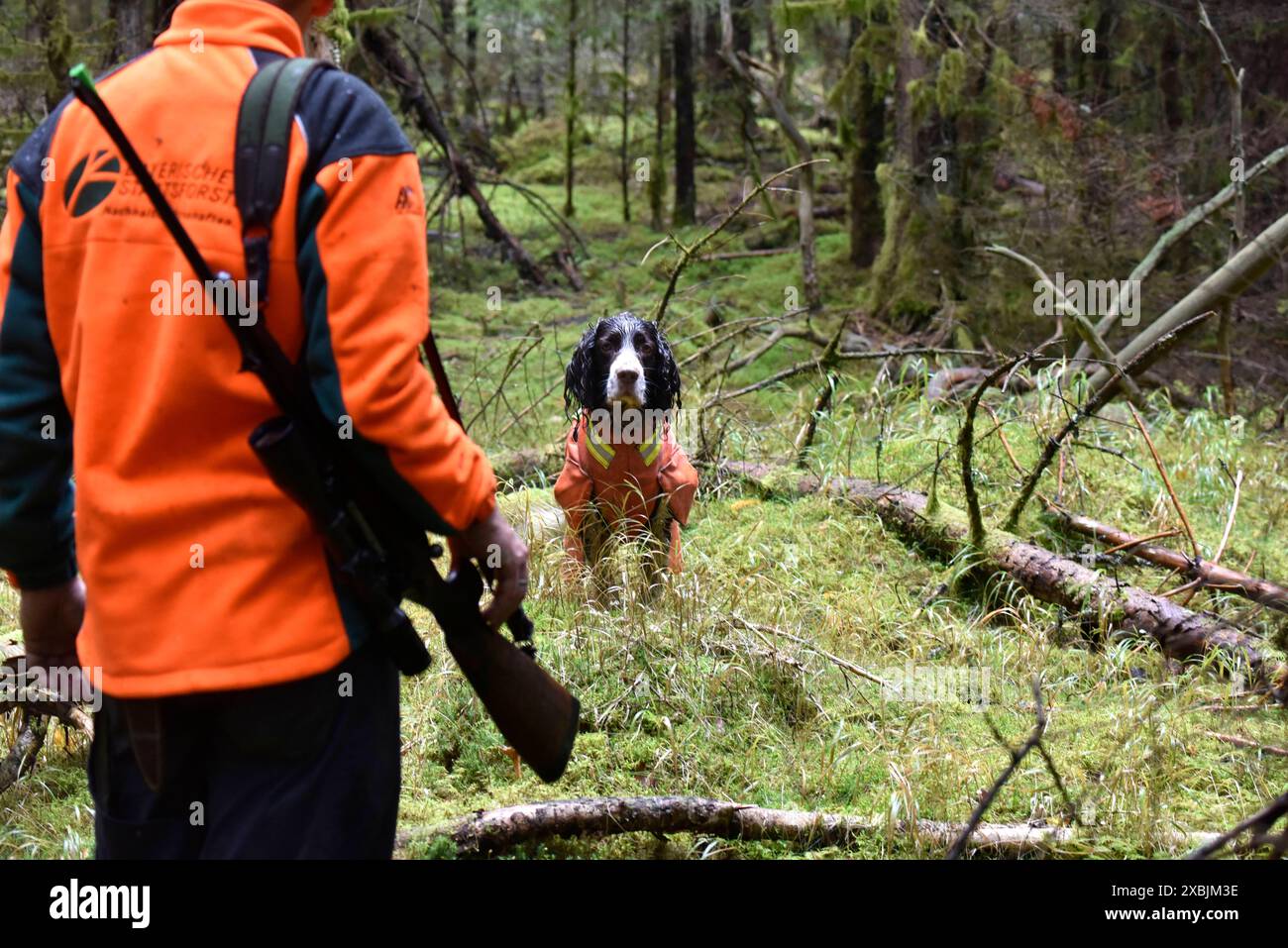 Impressionen Herbst-Drückjagd Drückjagd Hochwild Jagd Impressionen ...