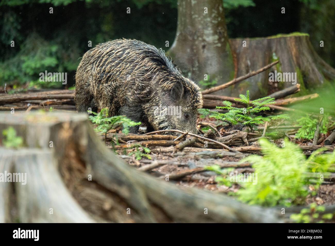 Sus scrofa im wald hi-res stock photography and images - Alamy