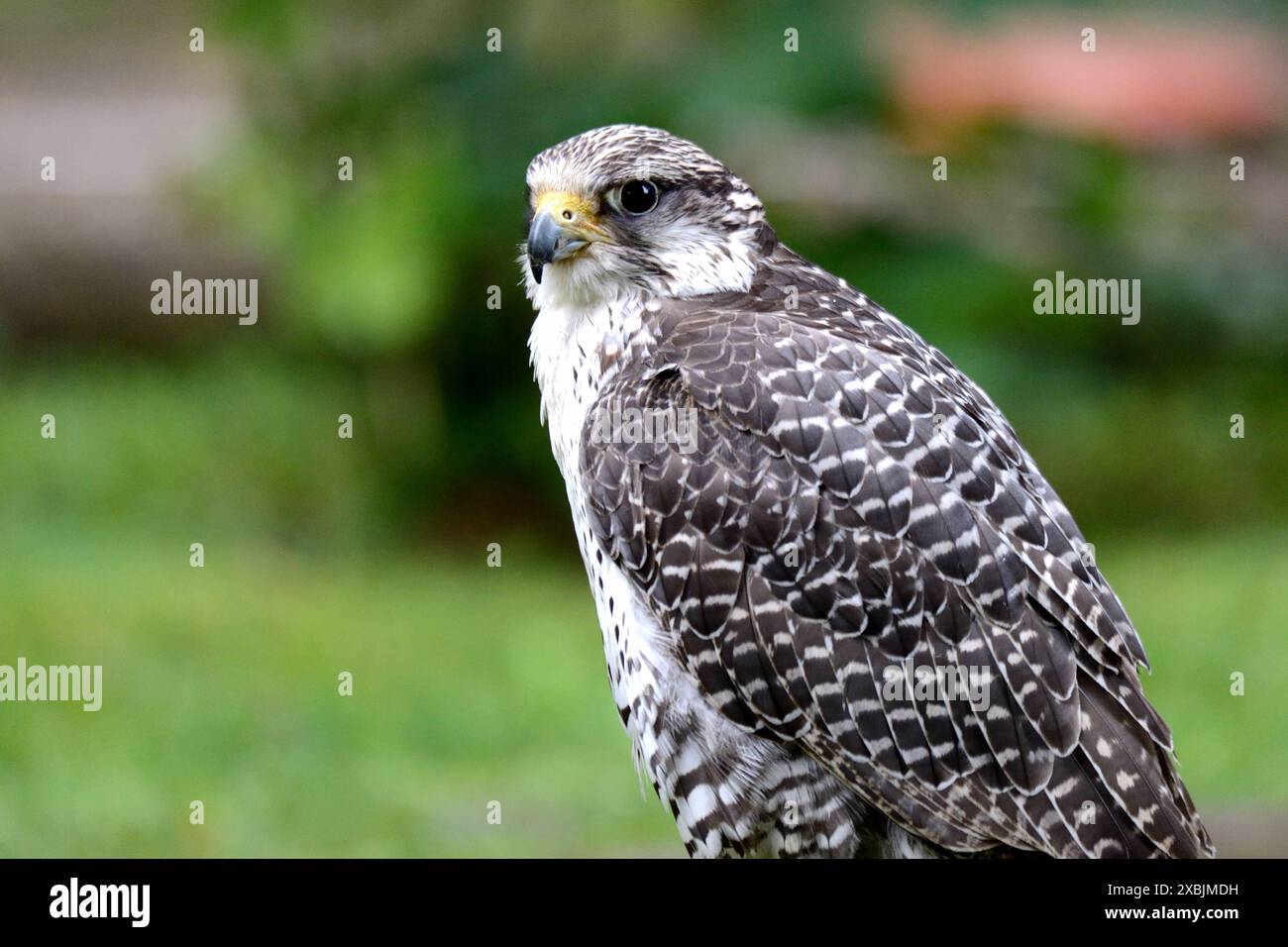 Gerfalke Gerfalke Greifvogel Gerfalke *** Gerfalcon Gerfalcon Bird of ...
