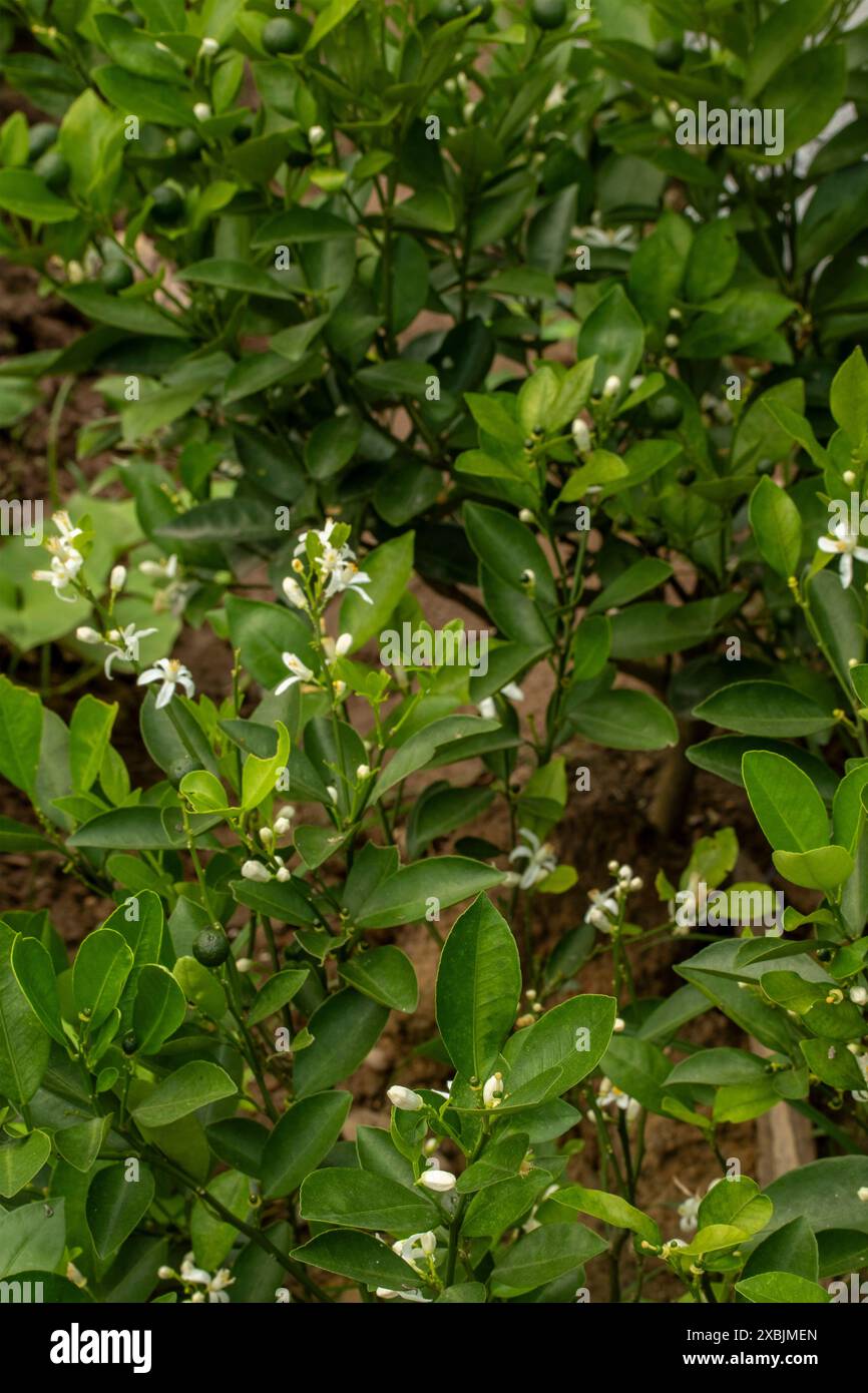 Verdant natural close up non-commercially grown Citrus plants, Hanoi ...