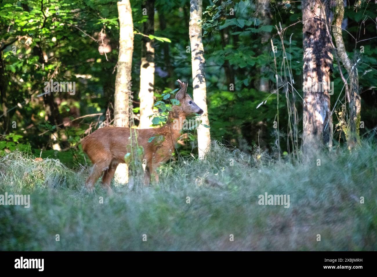 Mittelstarker hi-res stock photography and images - Alamy