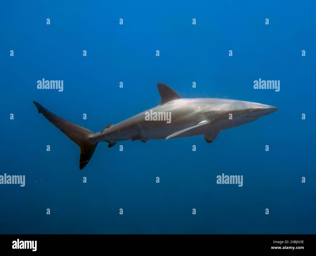 Silky Shark (Carcharhinus falciformis) in the Pacific Ocean, Baja ...