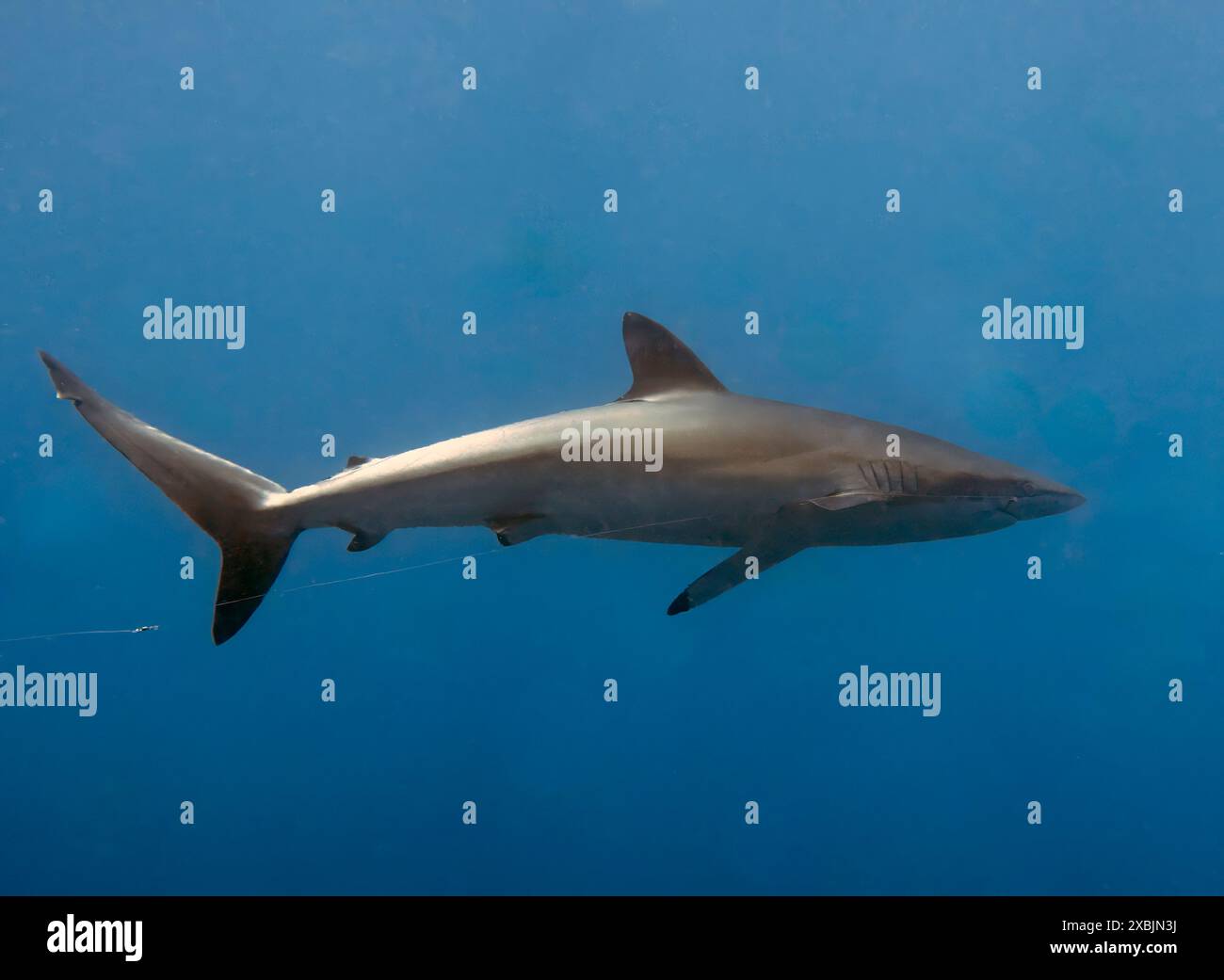 Silky Shark (Carcharhinus falciformis) in the Pacific Ocean, Baja ...
