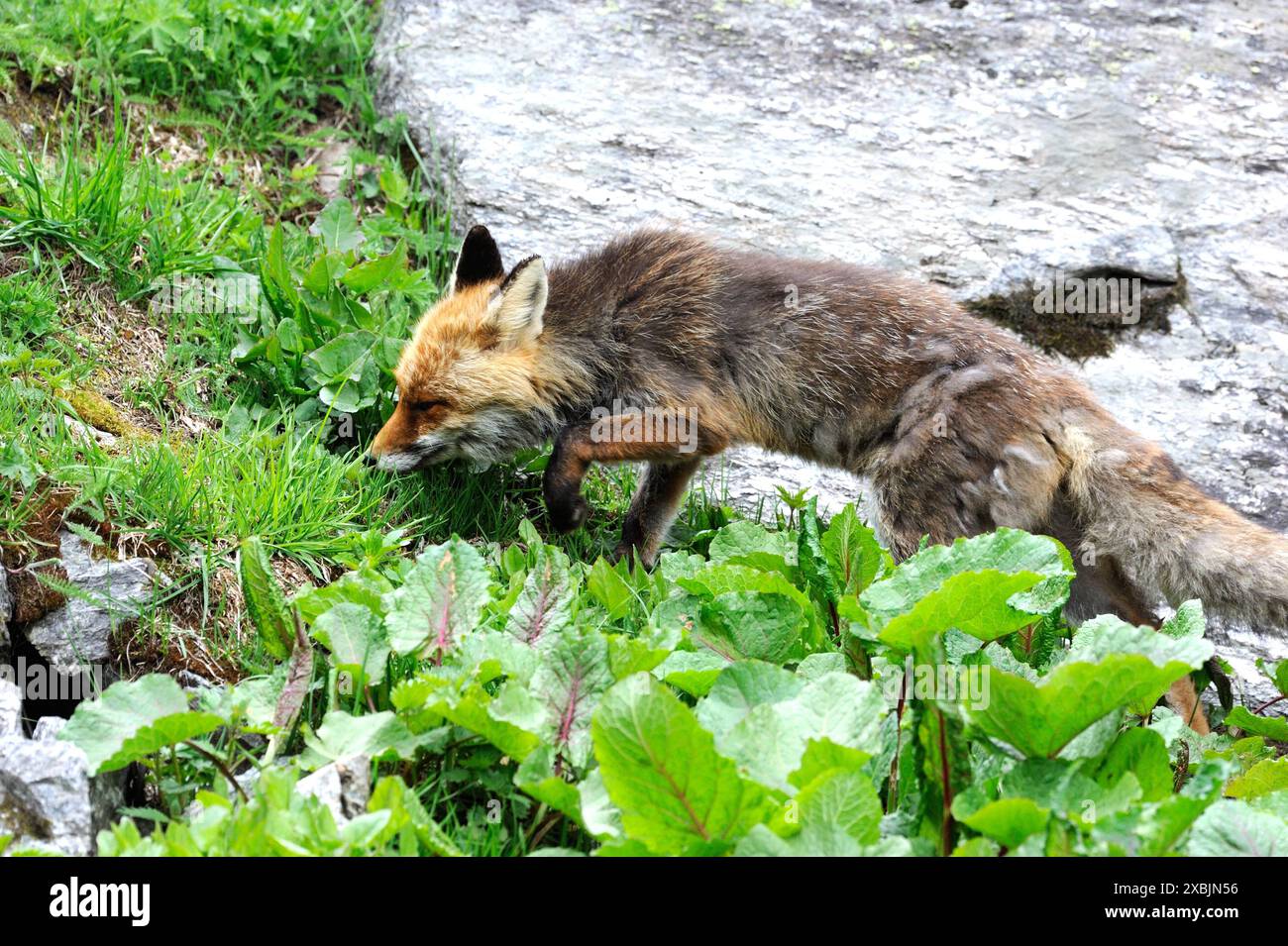 Fuchs, Rotfuchs, Bergfuchs Fuchs, Rotfuchs, Bergfuchs *** Fox, red fox ...
