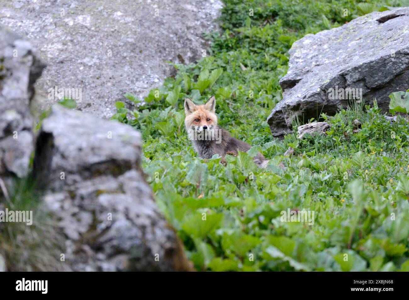 Fuchs, Rotfuchs, Bergfuchs Fuchs, Rotfuchs, Bergfuchs *** Fox, red fox ...