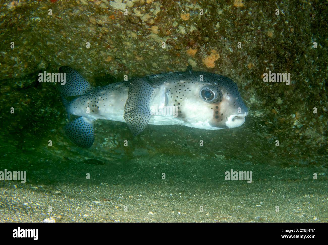 A Spotted Porcupinefish (Diodon hystrix) in Baja California, Mexico ...