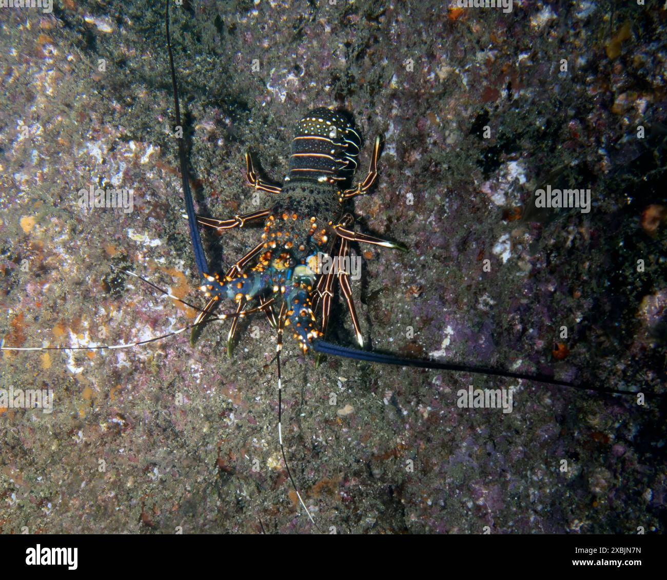 A Blue Spiny Lobster (Panulirus inflatus) in Cabo San Lucas, BCS ...