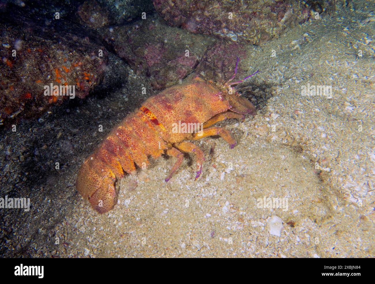 A Galapagos Slipper Lobster (Scyllarides astori) in Baja California Sur ...