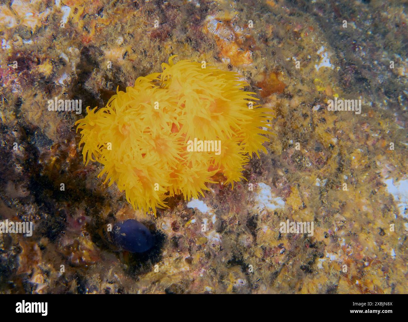 Orange Cup Coral (Tubastraea coccinea) in Baja California, Mexico Stock ...