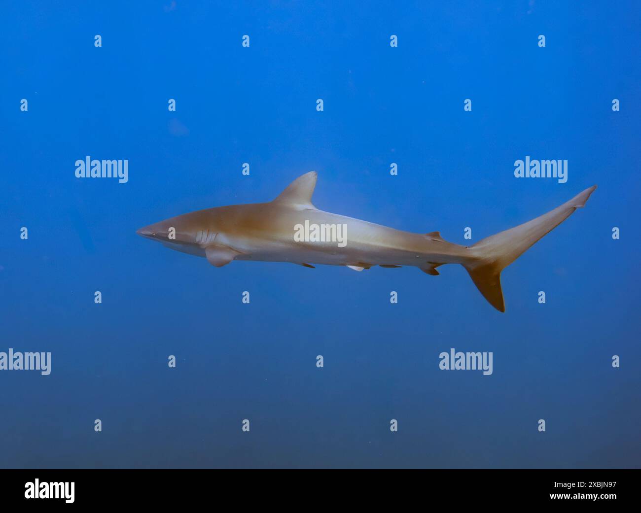 Silky Shark (Carcharhinus falciformis) in the Pacific Ocean, Baja ...
