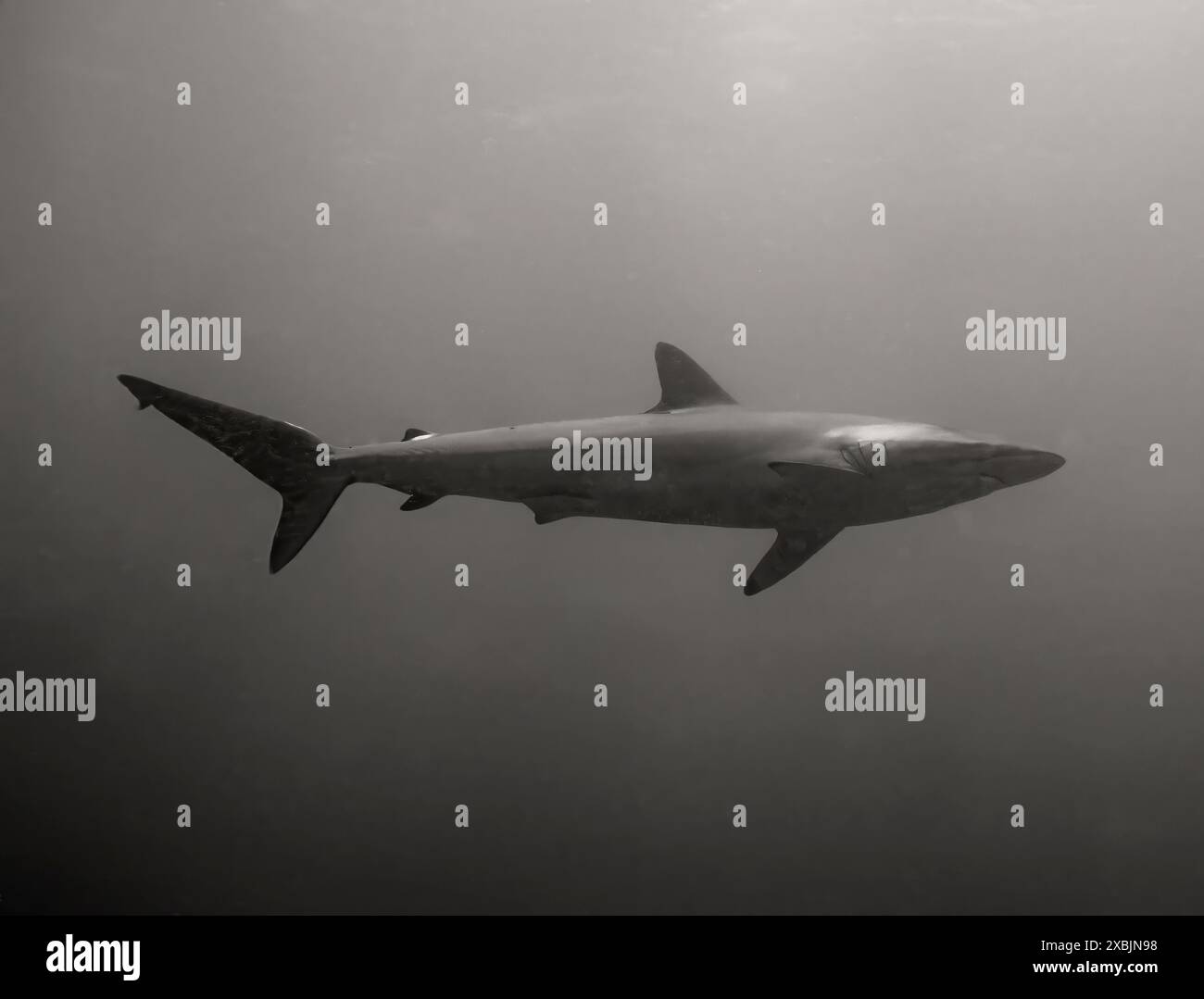 Silky Shark (Carcharhinus falciformis) in the Pacific Ocean, Baja ...