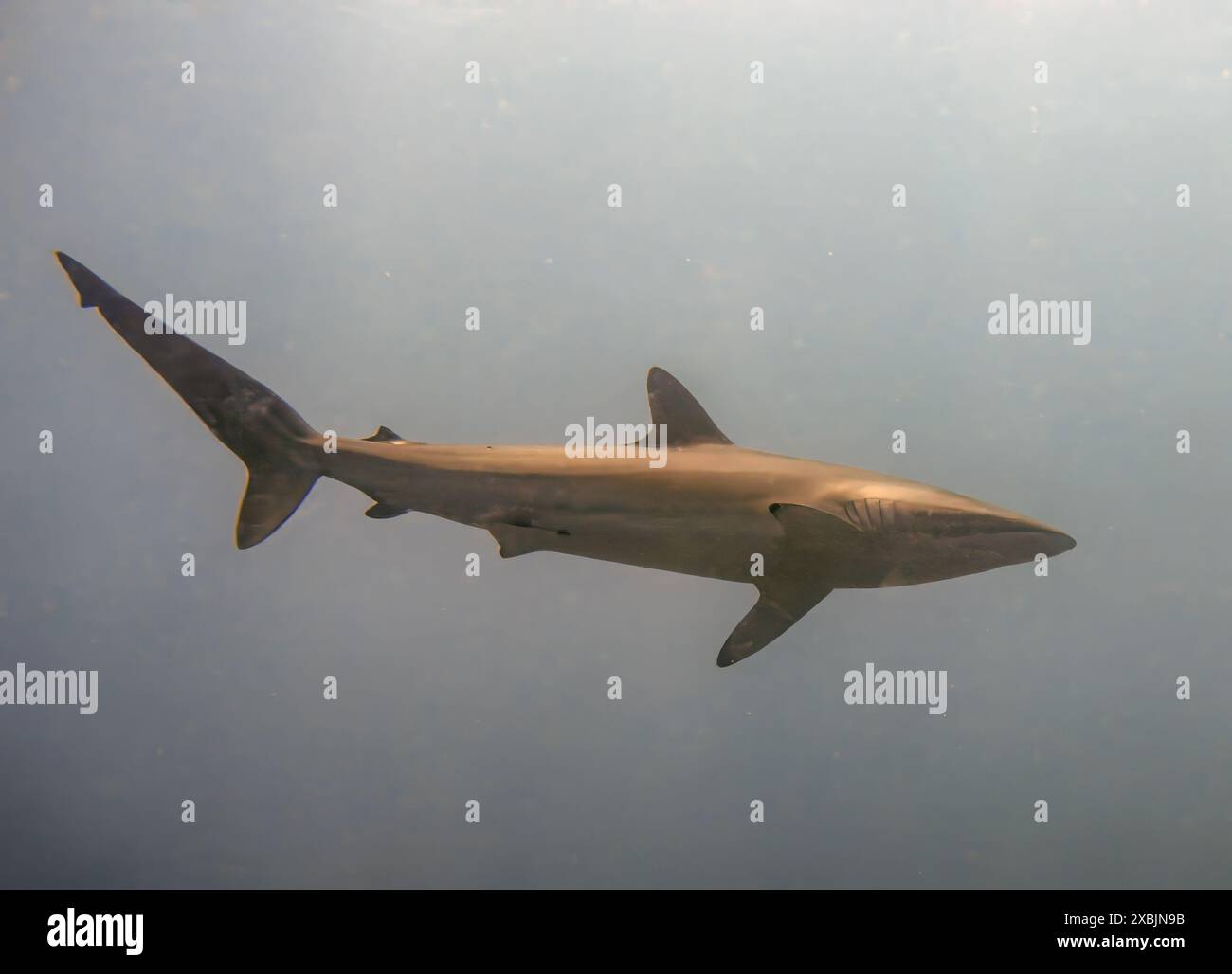 Silky Shark (Carcharhinus falciformis) in the Pacific Ocean, Baja ...
