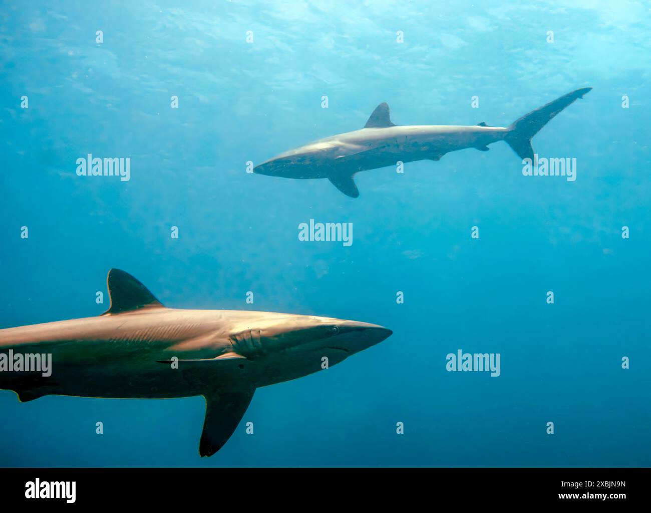 Silky Shark (Carcharhinus falciformis) in the Pacific Ocean, Baja ...