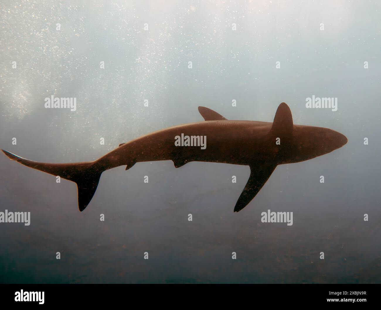 Silky Shark (Carcharhinus falciformis) in the Pacific Ocean, Baja ...