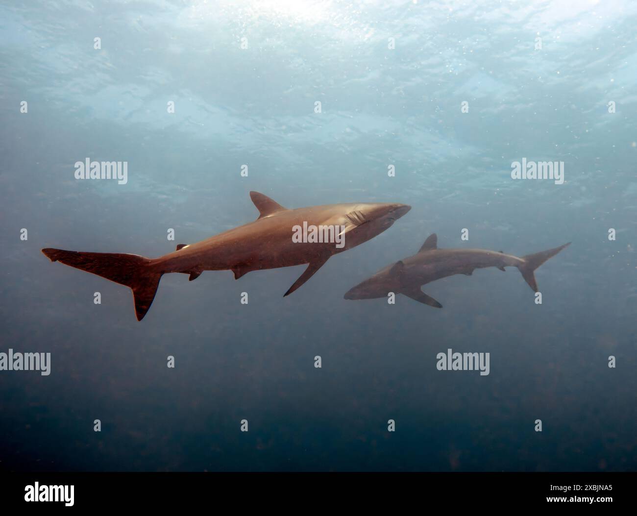 Silky Shark (Carcharhinus falciformis) in the Pacific Ocean, Baja ...