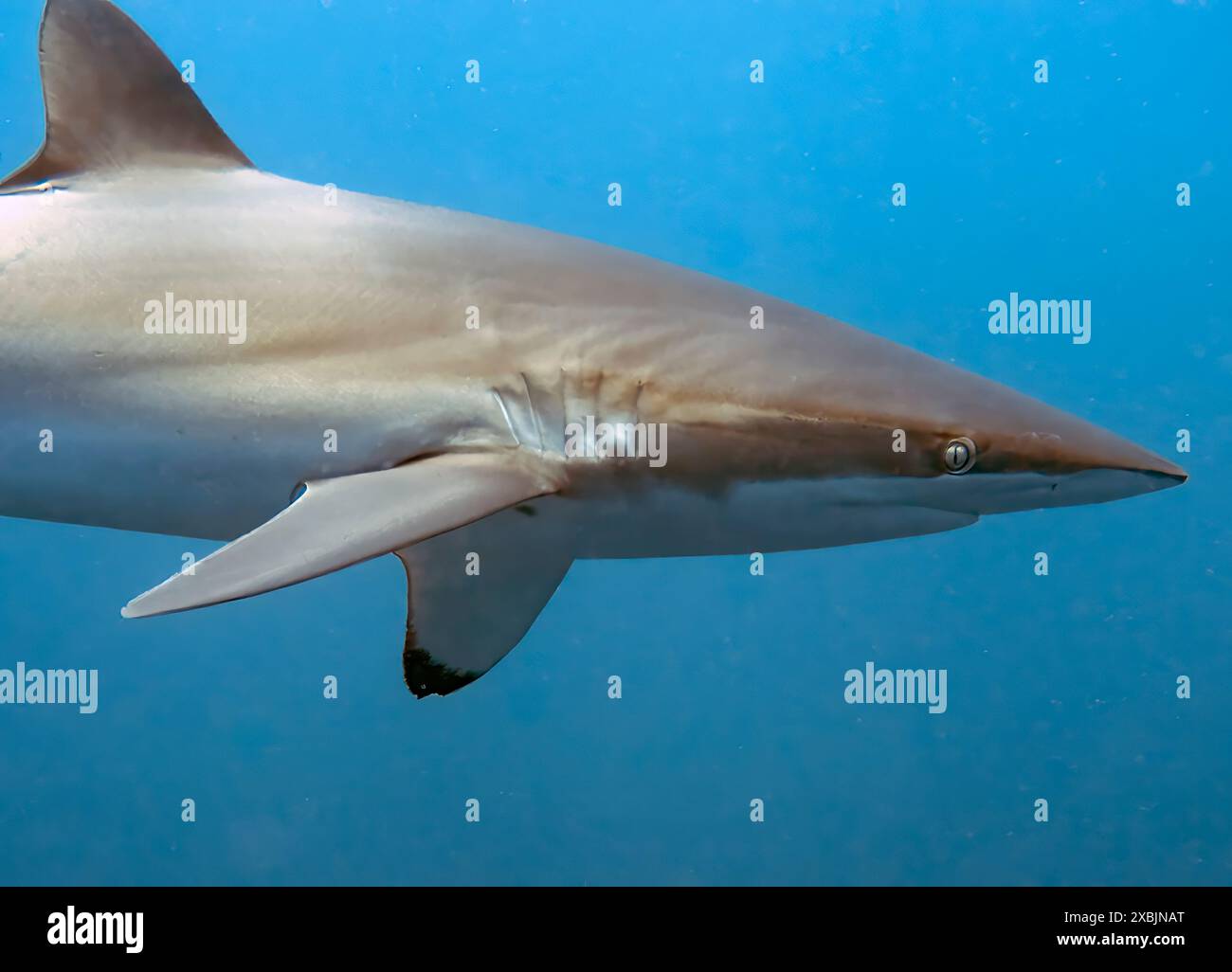 Silky Shark (Carcharhinus falciformis) in the Pacific Ocean, Baja ...