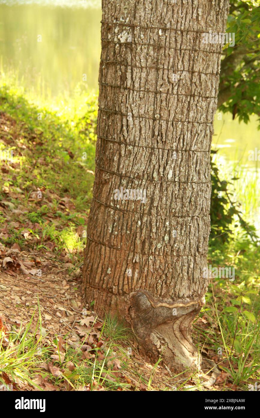 Beaver bite marks hi-res stock photography and images - Alamy