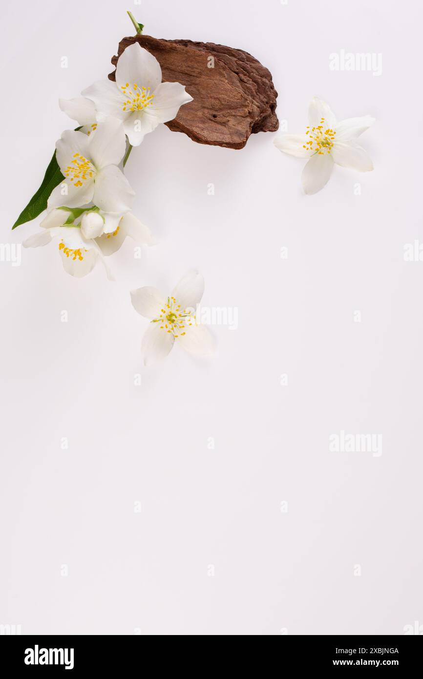 Jasmine flowers and bark on white background. Copy space. Flat lay ...