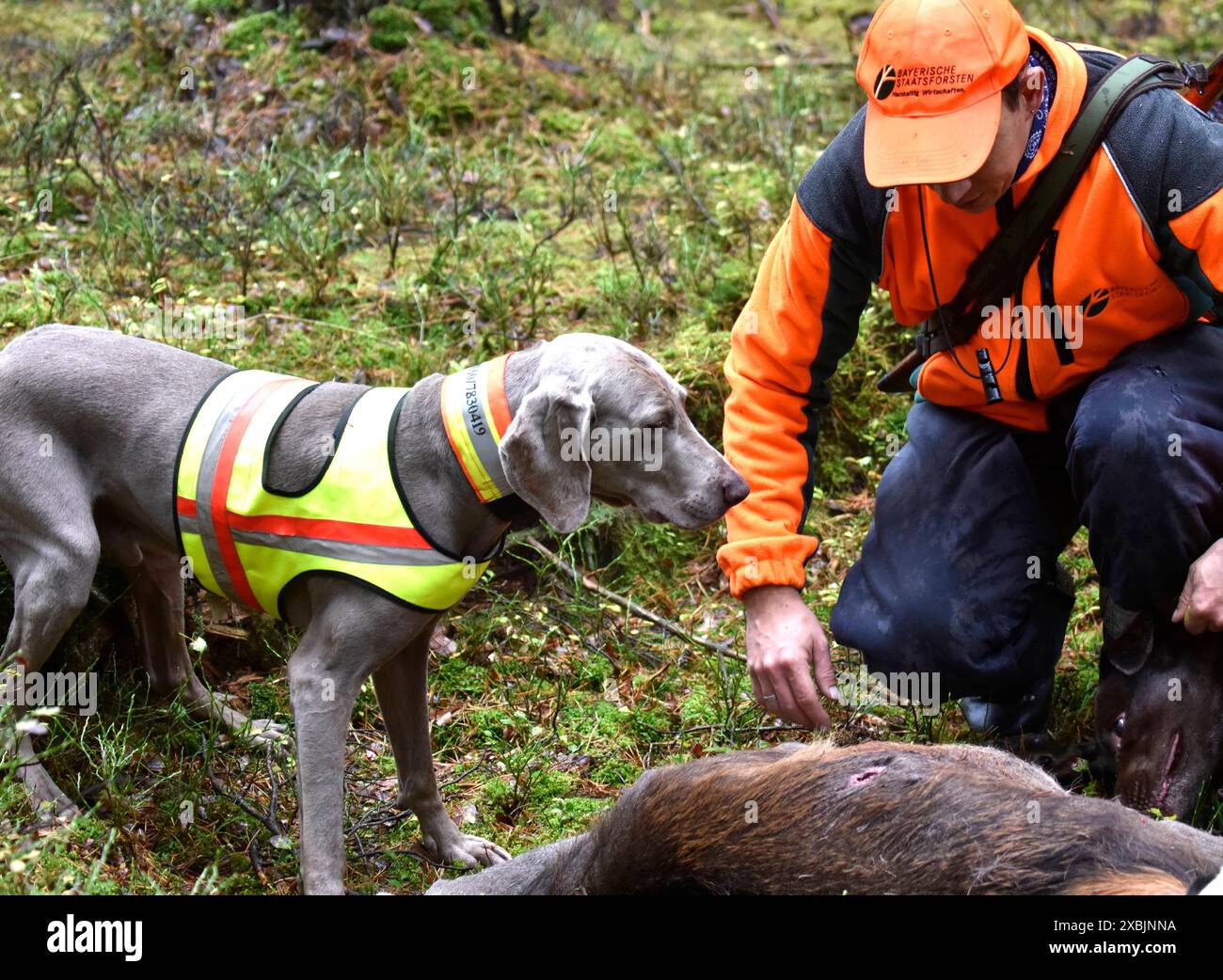 Impressionen Herbst-Drückjagd Drückjagd Hochwild Jagd Impressionen ...