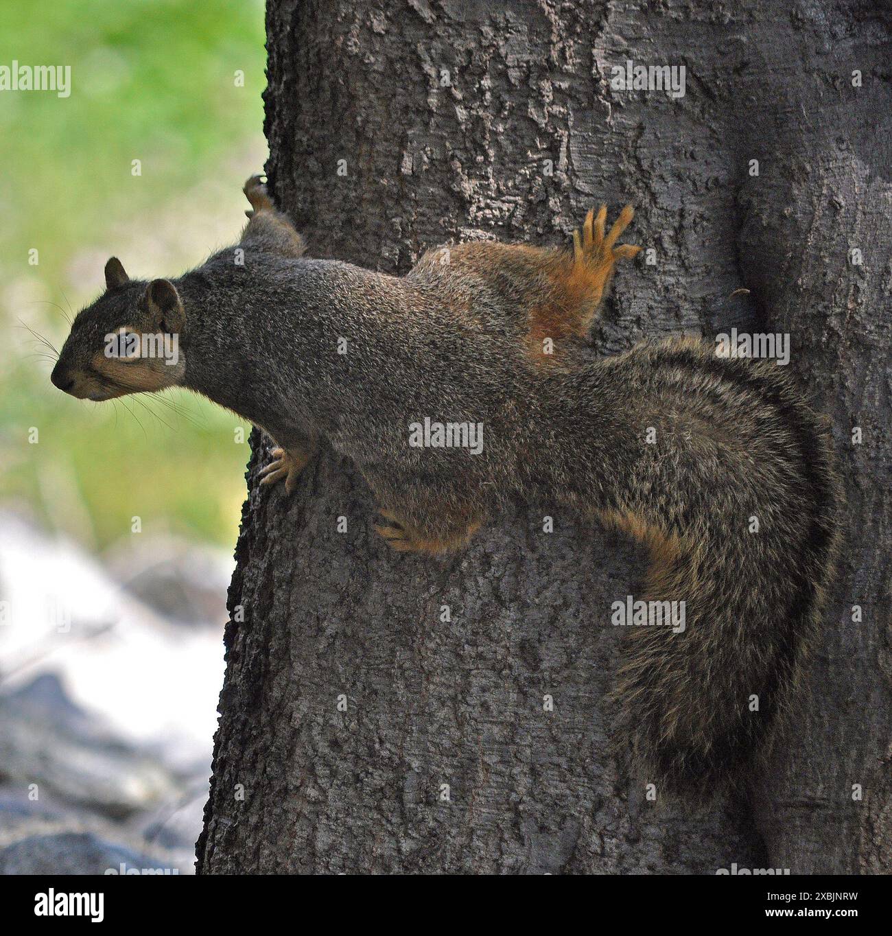 Squirrel tree animal wildlife hi-res stock photography and images - Alamy