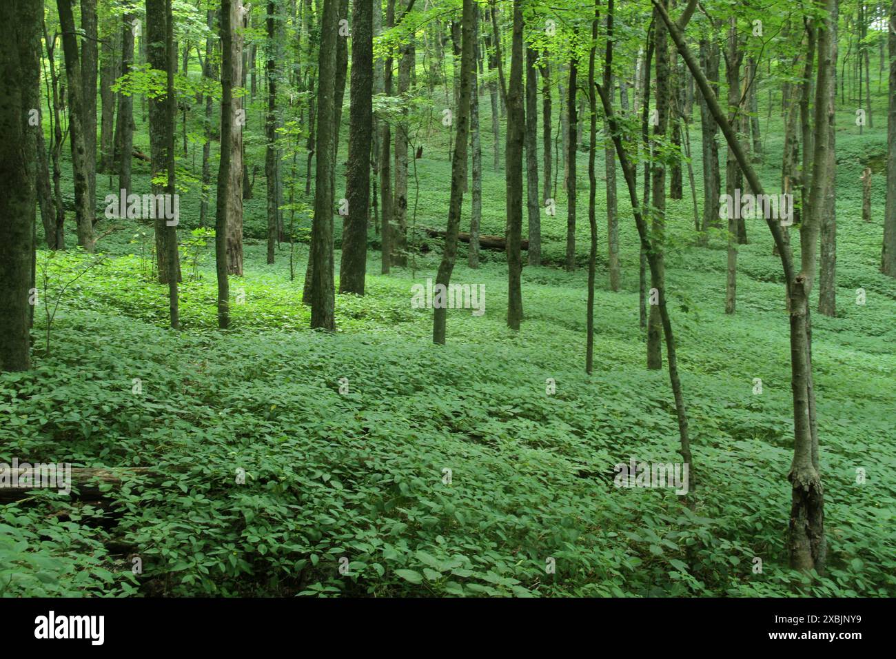 Blue mountains ecosystem hi-res stock photography and images - Alamy