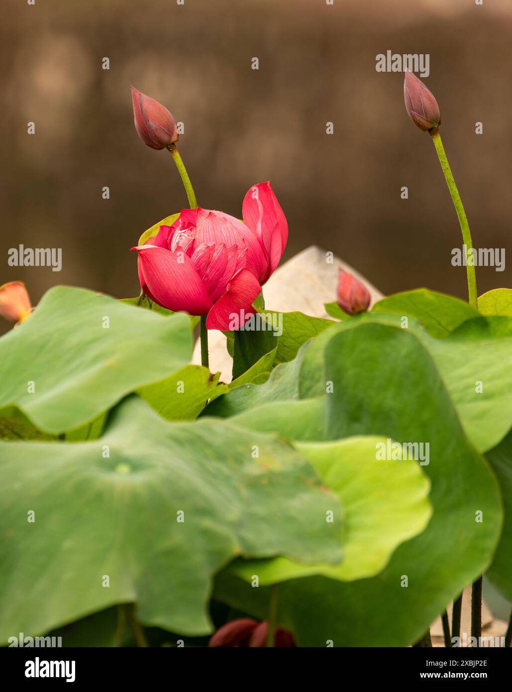 Compelling, Dazzling, Excellent, Intriguing natural close up, high ...