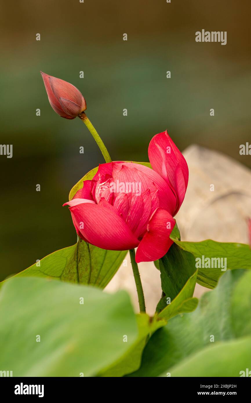 Compelling, Dazzling, Excellent, Intriguing natural close up, high ...