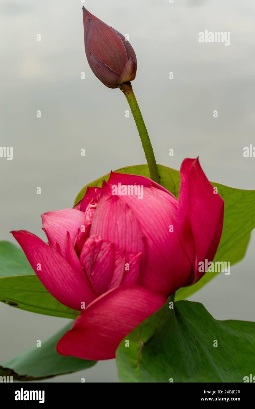 Compelling, Dazzling, Excellent, Intriguing natural close up, high ...