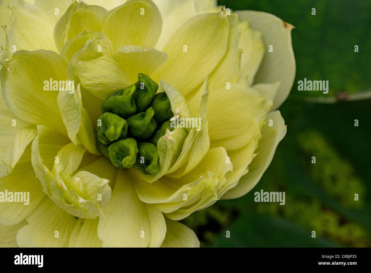 Compelling, Dazzling, Excellent, Intriguing natural close up, high ...
