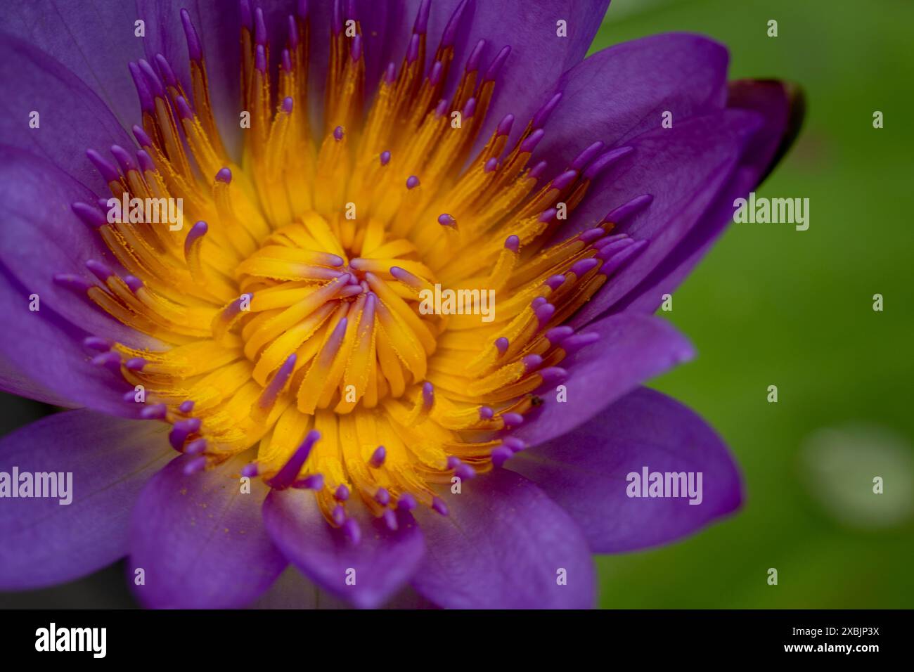 Compelling, Dazzling, Excellent, Intriguing natural close up, high ...