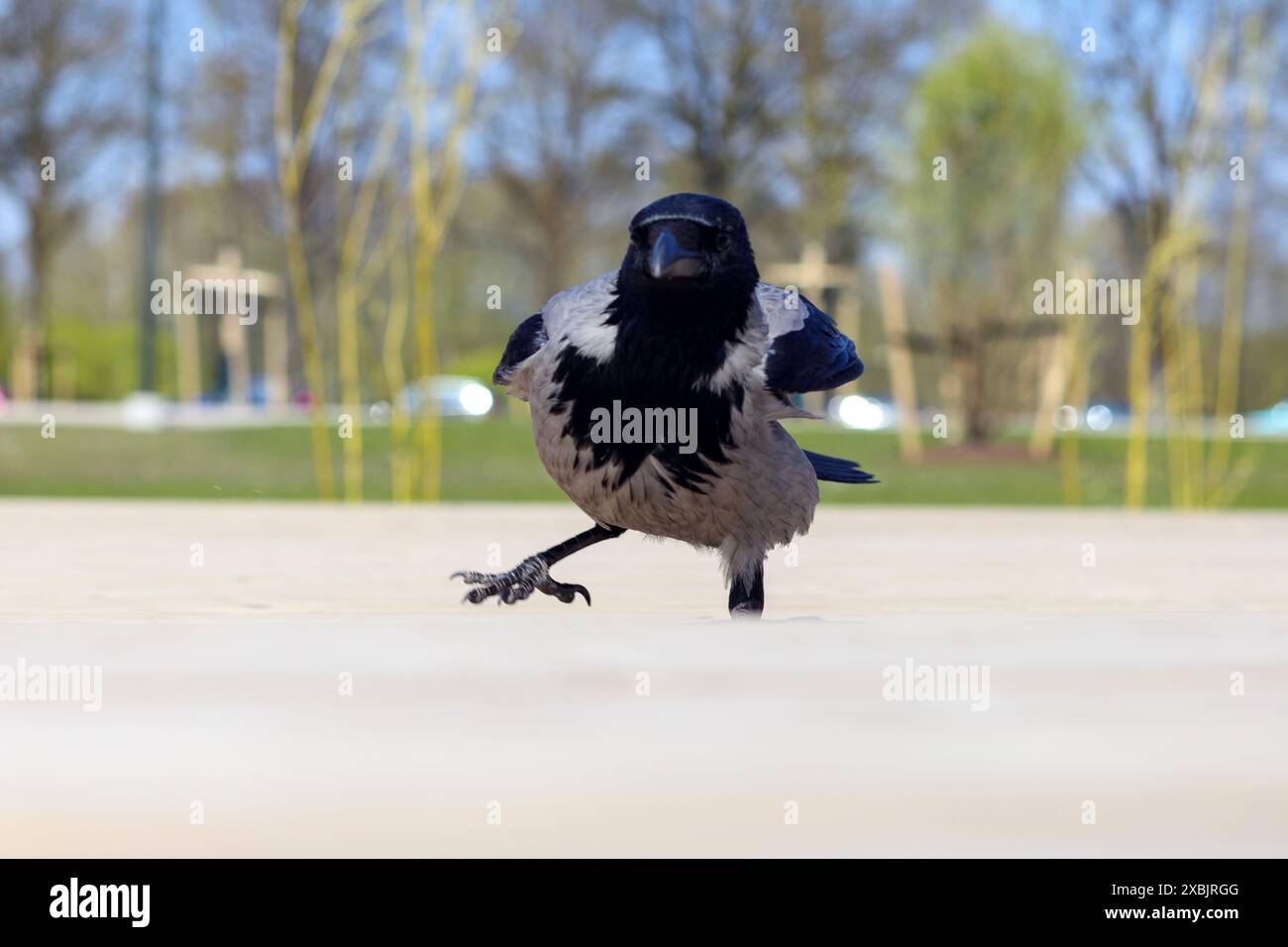The gray crow raised its leg on the ground Stock Photo - Alamy