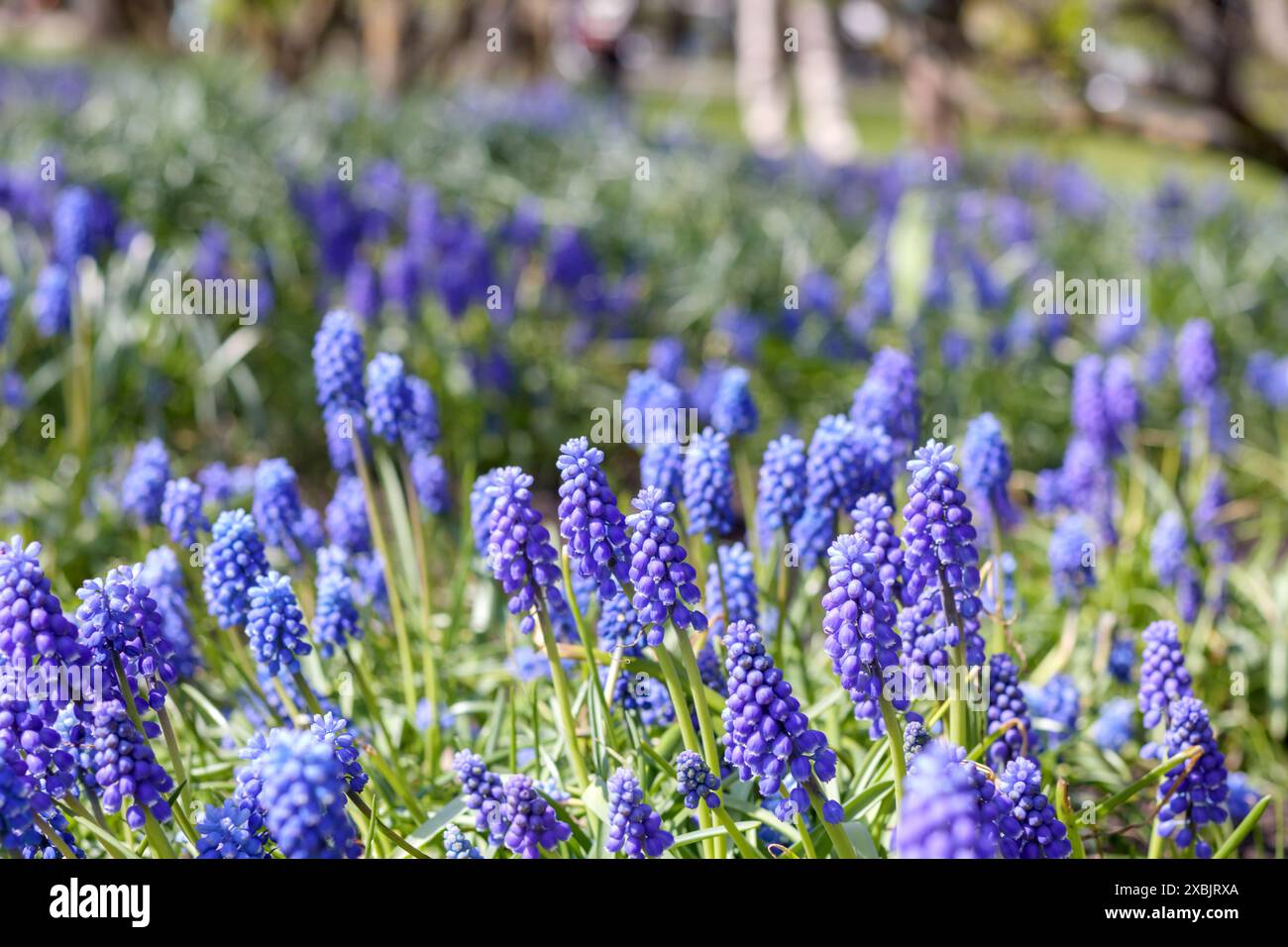 Many muscari blue flowers hi-res stock photography and images - Alamy