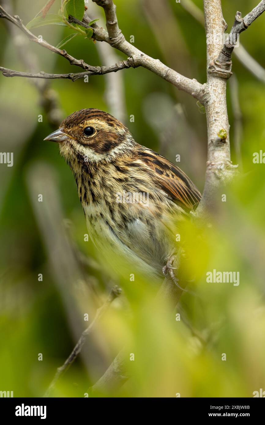The female Reed Bunting, with its streaked brown plumage and subtle ...