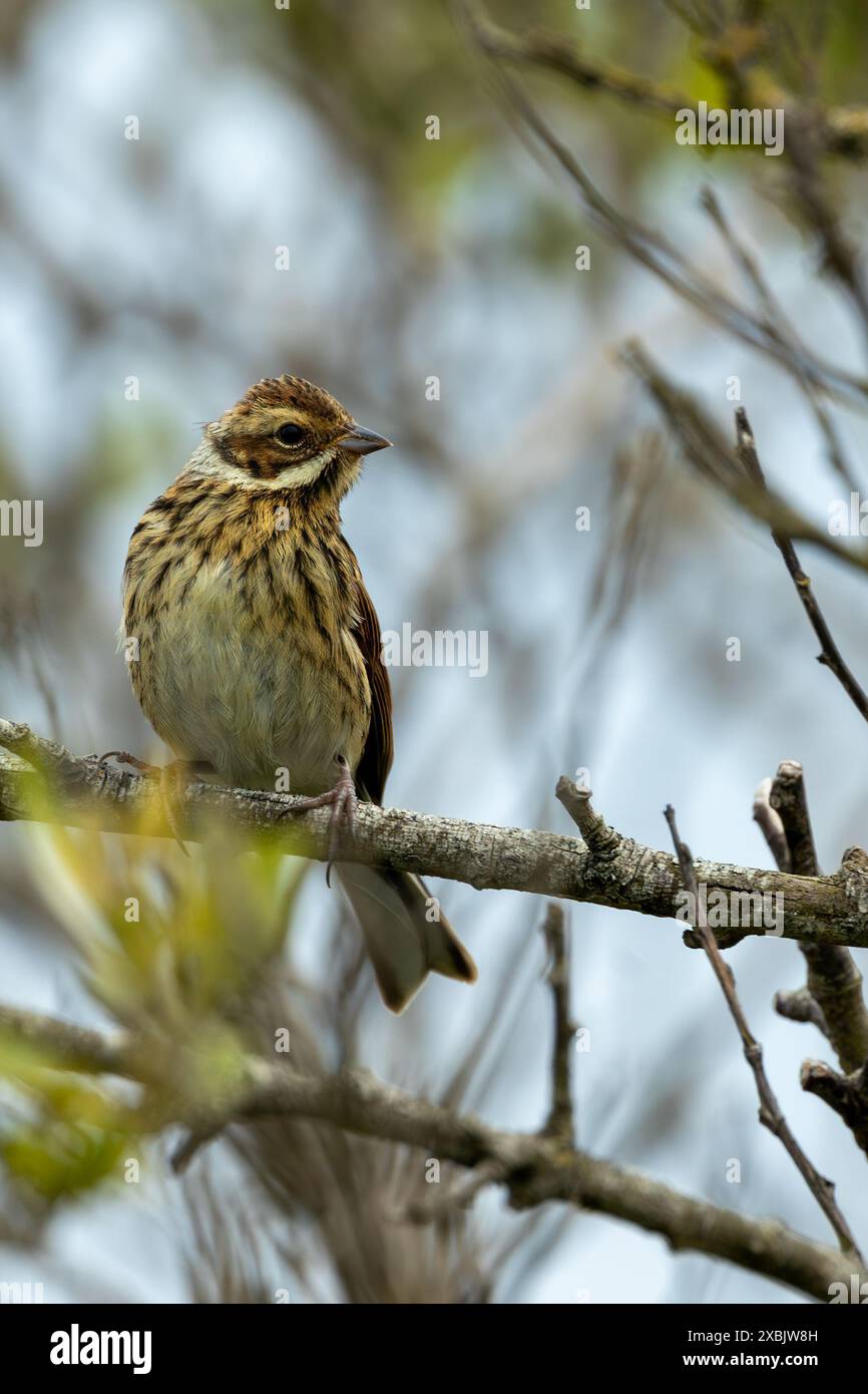 Streaked markings hi-res stock photography and images - Alamy