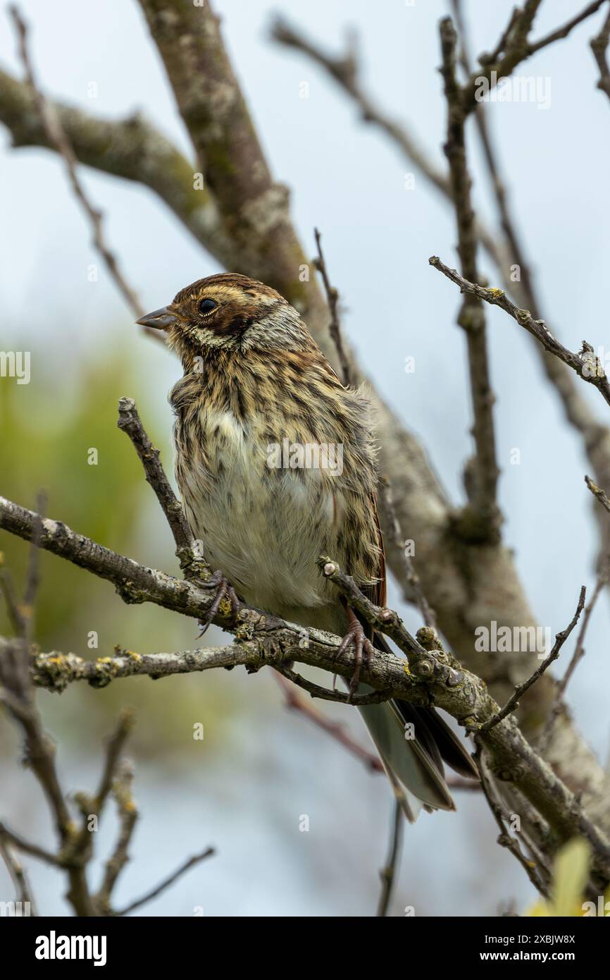 The female Reed Bunting, with its streaked brown plumage and subtle ...