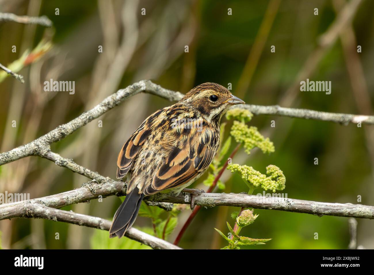 The female Reed Bunting, with its streaked brown plumage and subtle ...