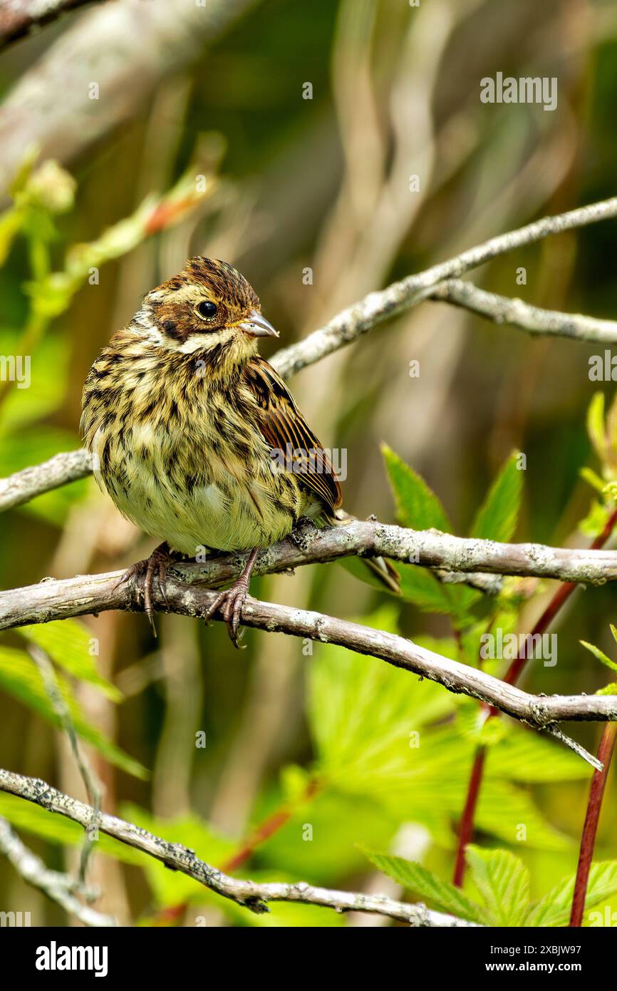 The female Reed Bunting, with its streaked brown plumage and subtle ...