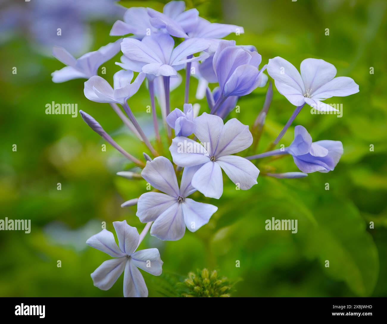 Purple Plumbago Flowers in the Garden Hamilton Bermuda Stock Photo - Alamy