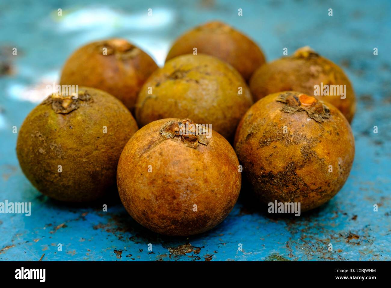 Macauba palm tree fruits (Acronomia aculeata), seeds, tropical plant ...