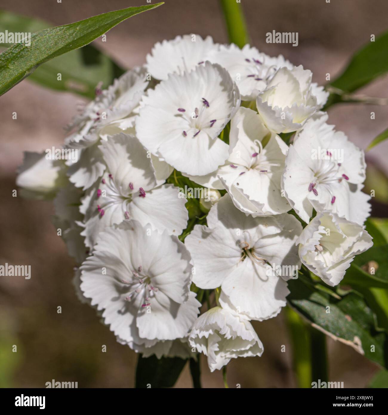 Cluster of white sweet William flowers, each petal delicately edged and ...