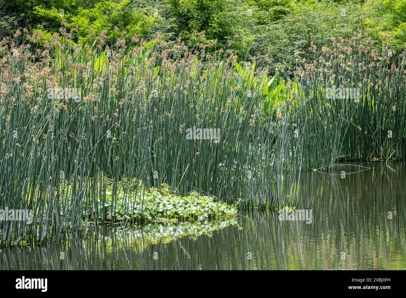 Pond at Sweetwater Wetlands Park along Paynes Prairie Preserve in ...