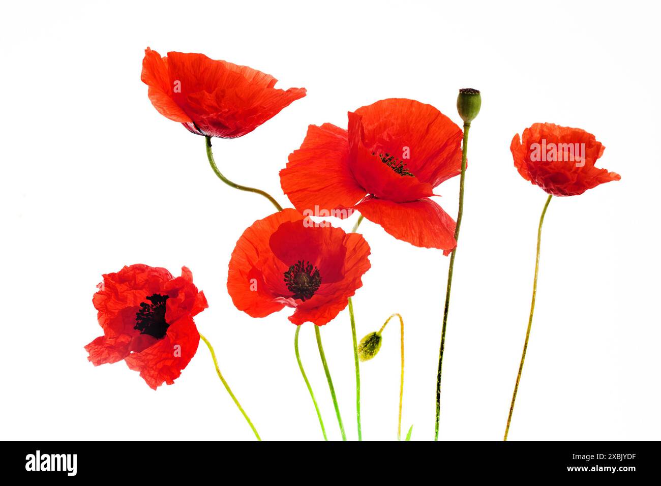 Vibrant Red Poppies Isolated on White Stock Photo - Alamy