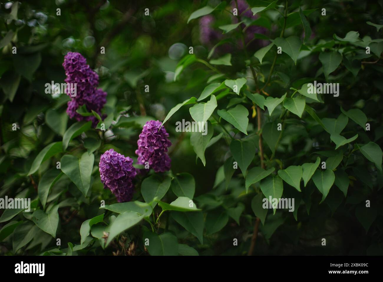 Spring lilac bush hi-res stock photography and images - Alamy